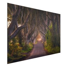 Bilderwelten Alu-Dibond Outdoor Bild Tunnel aus B&auml;umen