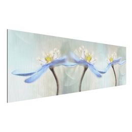 Bilderwelten Alu Dibond Outdoor Bild Blumen blau Motiv wetterfest - Tanzende Anemonen - Deko Wohnzimmer Schlafzimmer