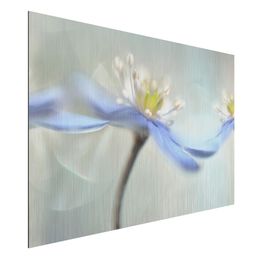Bilderwelten Alu-Dibond Outdoor Bild Tanzende Anemonen