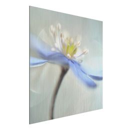 Bilderwelten Alu-Dibond Outdoor Bild Tanzende Anemonen