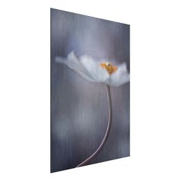 Bilderwelten Alu-Dibond Outdoor Bild Wei&szlig;e Anemonenbl&uuml;te