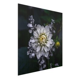 Bilderwelten Alu-Dibond Outdoor Bild Wei&szlig;e Dahlie