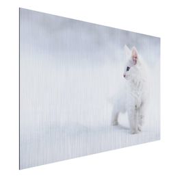 Bilderwelten Alu Dibond Outdoor Bild Tiere einzigartig modern wetterfest - Wei&szlig; wie Schnee - Katze Wohnzimmer Schlafzimmer