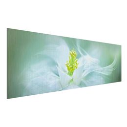 Bilderwelten Alu Dibond Outdoor Bild Blumen gr&uuml;n Motiv wetterfest - Wei&szlig;e Akelei - Deko Wohnzimmer Schlafzimmer