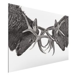 Bilderwelten Alu Dibond Outdoor Bild Tiere schwarz weiss modern wetterfest - Von Auge zu Auge - Deko Wohnzimmer Schlafzimmer