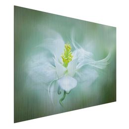 Bilderwelten Alu Dibond Outdoor Bild Blumen gr&uuml;n Motiv wetterfest - Wei&szlig;e Akelei - Deko Wohnzimmer Schlafzimmer