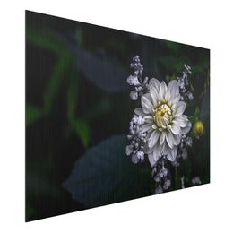 Bilderwelten Alu-Dibond Outdoor Bild Wei&szlig;e Dahlie