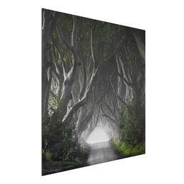Bilderwelten Alu-Dibond Outdoor Bild Wald in Nordirland