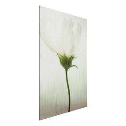 Bilderwelten Alu-Dibond Outdoor Bild Wei&szlig;e Cosmea