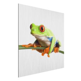 Bilderwelten Alu Dibond Outdoor Bild Tiere einzigartig modern wetterfest - Weatherman - Frosch Wohnzimmer Schlafzimmer