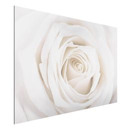Bilderwelten Alu Dibond Outdoor Bild Blumen einzigartig Landhaus wetterfest - Pretty White Rose - Rose Wohnzimmer Schlafzimmer