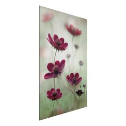 Bilderwelten Alu Dibond Outdoor Bild Blumen violett Motiv wetterfest - Pinke Kosmeen - Deko Wohnzimmer Schlafzimmer