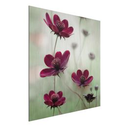 Bilderwelten Alu-Dibond Outdoor Bild Pinke Kosmeen