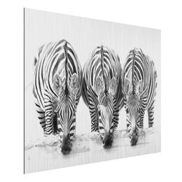 Bilderwelten Alu Dibond Outdoor Bild Tiere schwarz weiss Motiv wetterfest - Zebra Trio schwarz-wei&szlig; - Zebra Wohnzimmer Schlafzimmer