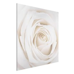 Bilderwelten Alu Dibond Outdoor Bild Blumen weiss Landhaus wetterfest - Pretty White Rose - Rose Wohnzimmer Schlafzimmer
