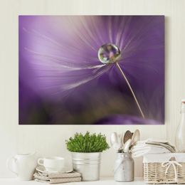 Bilderwelten Leinwandbild - Querformat Pusteblume in Violett