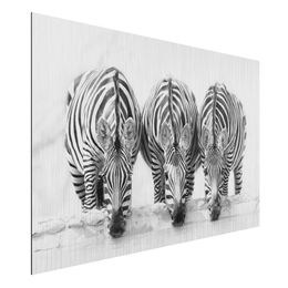 Bilderwelten Alu Dibond Outdoor Bild Tiere schwarz weiss Motiv wetterfest - Zebra Trio schwarz-wei&szlig; - Zebra Wohnzimmer Schlafzimmer