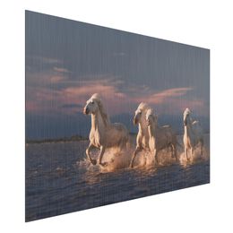 Bilderwelten Alu Dibond Outdoor Bild Tiere weiss Motiv wetterfest - Wilde Pferde in Kamargue - Pferde Wohnzimmer Schlafzimmer