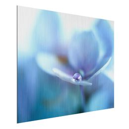 Bilderwelten Alu Dibond Outdoor Bild Blumen blau Motiv wetterfest - Wassertropfen Hortensienbl&uuml;te - Deko Wohnzimmer Schlafzimmer