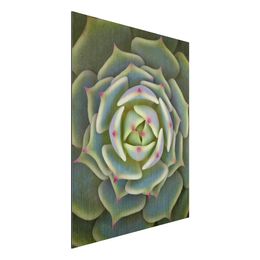 Bilderwelten Alu-Dibond Outdoor Bild Sukkulente - Echeveria Ben Badis