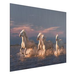 Bilderwelten Alu Dibond Outdoor Bild Tiere weiss Motiv wetterfest - Wilde Pferde in Kamargue - Pferde Wohnzimmer Schlafzimmer