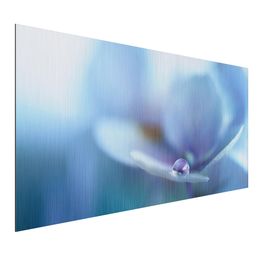Bilderwelten Alu Dibond Outdoor Bild Blumen blau Motiv wetterfest - Wassertropfen Hortensienbl&uuml;te - Deko Wohnzimmer Schlafzimmer