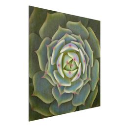 Bilderwelten Alu-Dibond Outdoor Bild Sukkulente - Echeveria Ben Badis