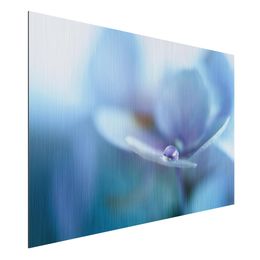 Bilderwelten Alu-Dibond Outdoor Bild Wassertropfen Hortensienbl&uuml;te