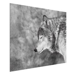 Bilderwelten Alu Dibond Outdoor Bild Tiere schwarz weiss Motiv wetterfest - Winter Wolf - Deko Wohnzimmer Schlafzimmer