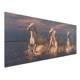 Bilderwelten Alu Dibond Outdoor Bild Tiere weiss Motiv wetterfest - Wilde Pferde in Kamargue - Pferde Wohnzimmer Schlafzimmer