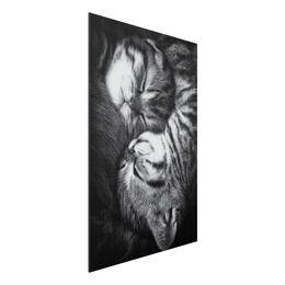 Bilderwelten Alu Dibond Outdoor Bild Tiere schwarz weiss modern wetterfest - Zwei K&auml;tzchen - Katze Wohnzimmer Schlafzimmer