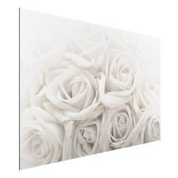 Bilderwelten Alu Dibond Outdoor Bild Blumen weiss Motiv wetterfest - Wei&szlig;e Rosen - Rose Wohnzimmer Schlafzimmer