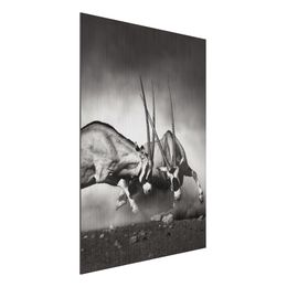 Bilderwelten Alu Dibond Outdoor Bild Tiere schwarz weiss Motiv wetterfest - Wilder Kampf - Deko Wohnzimmer Schlafzimmer