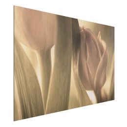 Bilderwelten Alu Dibond Outdoor Bild Blumen beige Landhaus wetterfest - Zarte Tulpen - Deko Wohnzimmer Schlafzimmer