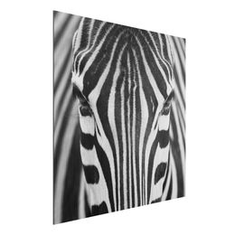 Bilderwelten Alu Dibond Outdoor Bild Tiere schwarz weiss Motiv wetterfest - Zebra Look - Deko Wohnzimmer Schlafzimmer