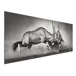 Bilderwelten Alu Dibond Outdoor Bild Tiere schwarz weiss Motiv wetterfest - Wilder Kampf - Deko Wohnzimmer Schlafzimmer