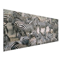 Bilderwelten Alu Dibond Outdoor Bild Tiere schwarz weiss Motiv wetterfest - Zebraherde - Zebra Wohnzimmer Schlafzimmer