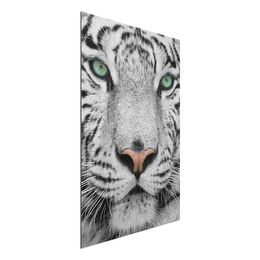 Bilderwelten Alu Dibond Outdoor Bild Tiere schwarz weiss modern wetterfest - Wei&szlig;er Tiger - Tiger Wohnzimmer Schlafzimmer