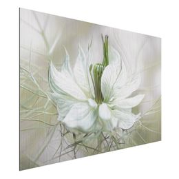 Bilderwelten Alu-Dibond Outdoor Bild Wei&szlig;e Nigella
