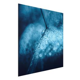 Bilderwelten Alu Dibond Outdoor Bild Blumen blau Motiv wetterfest - Blaue Pusteblume im Regen - Pusteblume Wohnzimmer Schlafzimmer