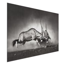 Bilderwelten Alu Dibond Outdoor Bild Tiere schwarz weiss Motiv wetterfest - Wilder Kampf - Deko Wohnzimmer Schlafzimmer