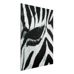 Bilderwelten Alu Dibond Outdoor Bild Tiere einzigartig modern wetterfest - Zebra Crossing No.2 - Deko Wohnzimmer Schlafzimmer