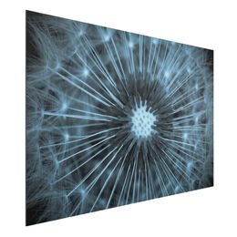 Bilderwelten Alu-Dibond Outdoor Bild Blau get&ouml;nte Pusteblume
