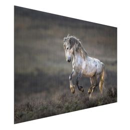 Bilderwelten Alu Dibond Outdoor Bild Tiere beige Motiv wetterfest - Im Galopp durch die Heide - Pferde Wohnzimmer Schlafzimmer