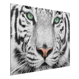 Bilderwelten Alu Dibond Outdoor Bild Tiere schwarz weiss modern wetterfest - Wei&szlig;er Tiger - Tiger Wohnzimmer Schlafzimmer
