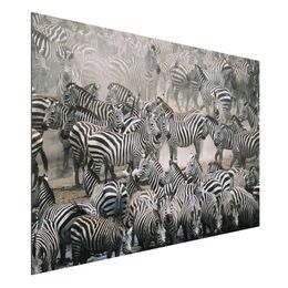 Bilderwelten Alu Dibond Outdoor Bild Tiere schwarz weiss Motiv wetterfest - Zebraherde - Zebra Wohnzimmer Schlafzimmer