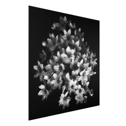 Bilderwelten Alu Dibond Outdoor Bild Blumen schwarz weiss Motiv wetterfest - Dunkler Clematis Strau&szlig; - Deko Wohnzimmer Schlafzimmer