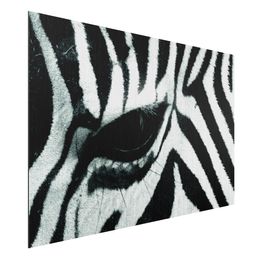 Bilderwelten Alu Dibond Outdoor Bild Tiere einzigartig modern wetterfest - Zebra Crossing No.4 - Zebra Wohnzimmer Schlafzimmer
