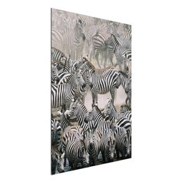 Bilderwelten Alu Dibond Outdoor Bild Tiere schwarz weiss Motiv wetterfest - Zebraherde - Zebra Wohnzimmer Schlafzimmer