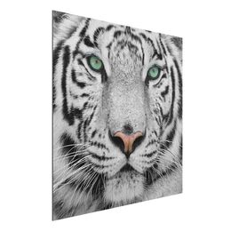 Bilderwelten Alu-Dibond Outdoor Bild Wei&szlig;er Tiger